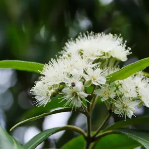 How to Propagate Lemon myrtle