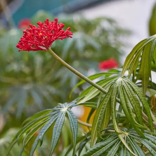 How to Plant and Grow Coral plant(Jatropha multifida)