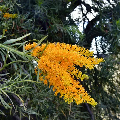 How to Plant and Grow Western australian christmas tree(Nuytsia floribunda)