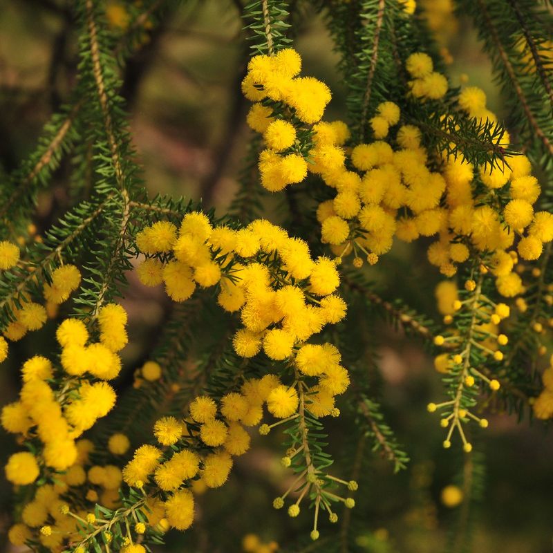 Why Won't My Crowded-leaf wattle Bloom? Troubleshooting Flowering Issues