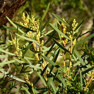 Acacia decora - PictureThis