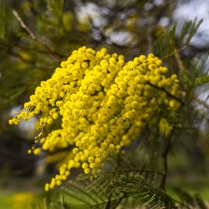 Acacia verde - Acacia decurrens (Taxonomía, Características, Flor ...