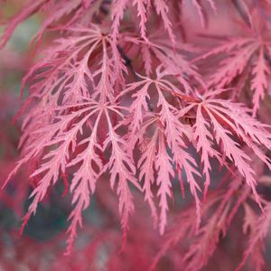 How to Grow and Care for Japanese maple 'Orangeola'