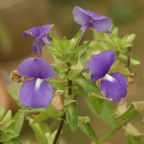 Achetaria azurea - PictureThis