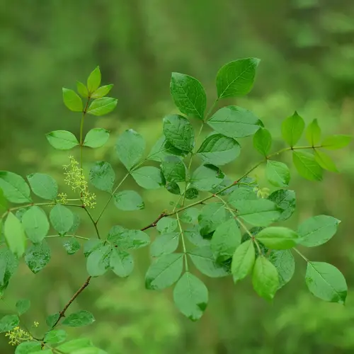 Зантоксилюм подражающий (Zanthoxylum simulans) - PictureThis