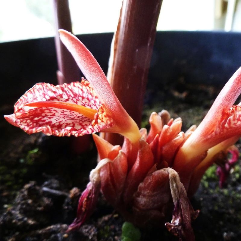 Zingiber rubens의 일반적인 문제는 무엇인가요?