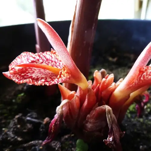 Zingiber rubens - PictureThis