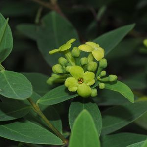 How to Grow and Care for Tie bush