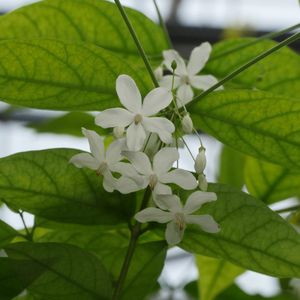 Water jasmine - Wrightia religiosa (Care, Characteristics, Flower, Images)
