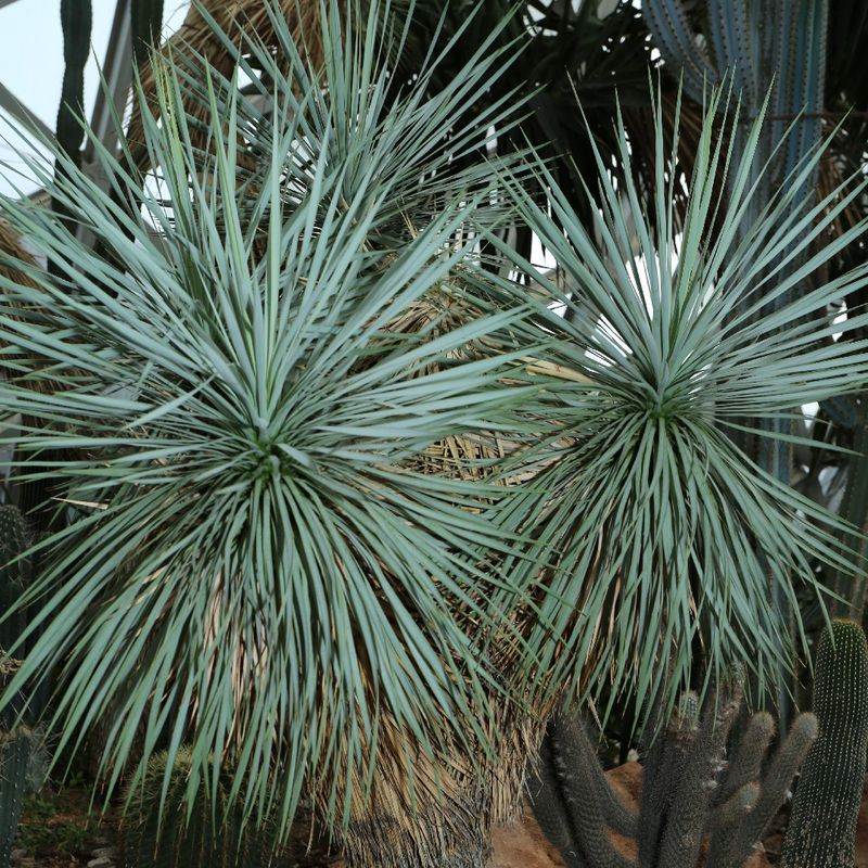 How Does Beaked yucca Enhance Your Landscape Design?