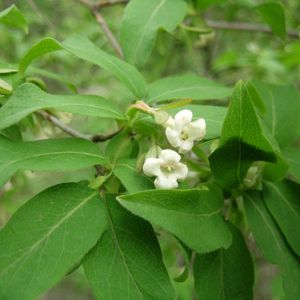 Abelia - Zabelia biflora (Care, Characteristics, Flower, Images)