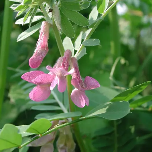 Veza de hungria (Vicia pannonica) - PictureThis