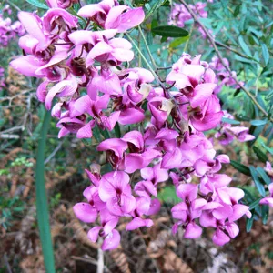 Where To Place Tree-in-a-hurry In Feng Shui? (Characteristics ...