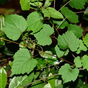 How to Grow and Care for Creeping grapevine