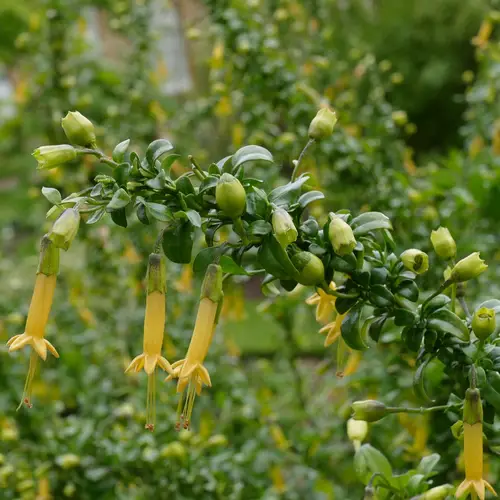 Chilean box thorn (Vestia foetida) Flower, Leaf, Care, Uses - PictureThis