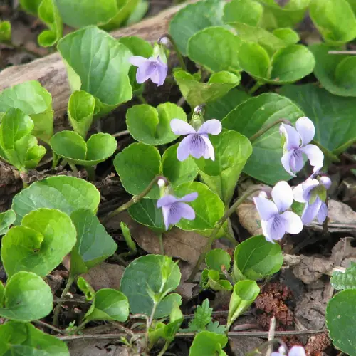 Viola epipsila - PictureThis