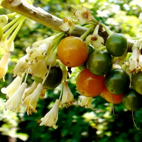 Güitite (Acnistus arborescens) - PictureThis