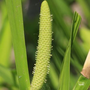 How to Grow and Care for Calamus