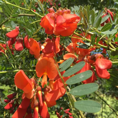Acacia mansa (Sesbania punicea) - PictureThis