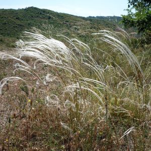 How to Grow and Care for Narrow small-reed