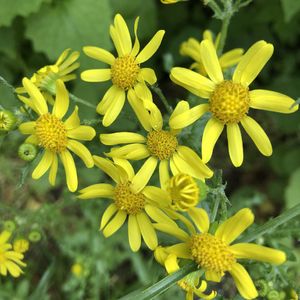 Senecio vernalis - Senecio vernalis (Taxonomía, Características ...