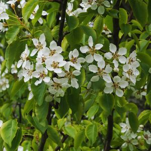 Heart-shaped pear (Pyrus cordata) - PictureThis