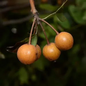 How to Propagate Himalayan pear