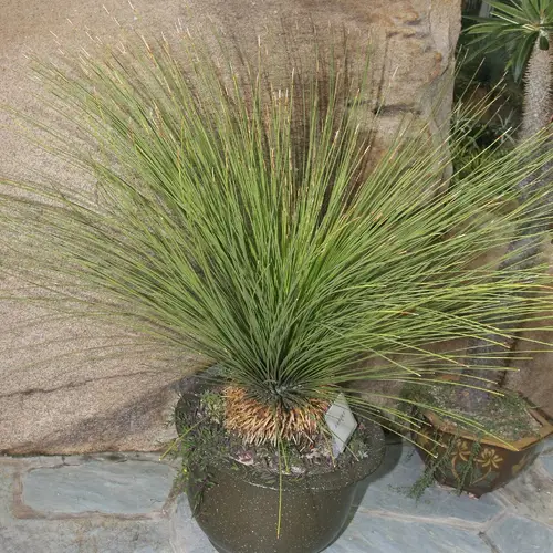 How to Plant and Grow Austral grass tree(Xanthorrhoea australis)