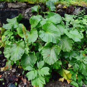 Romaza alpina (Rumex alpinus) - PictureThis