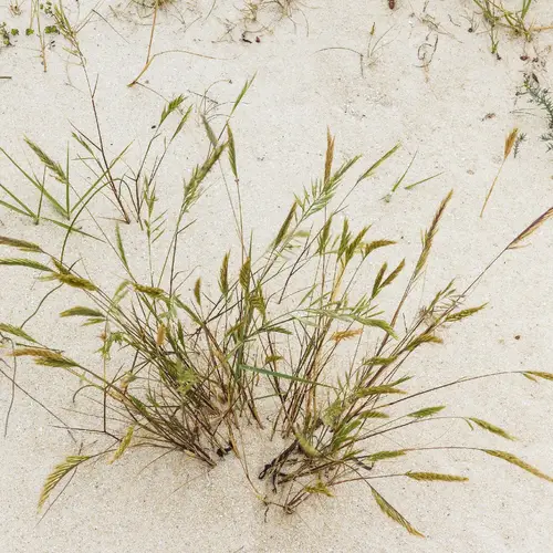 Vulpie à une glume (Vulpia fasciculata) - PictureThis