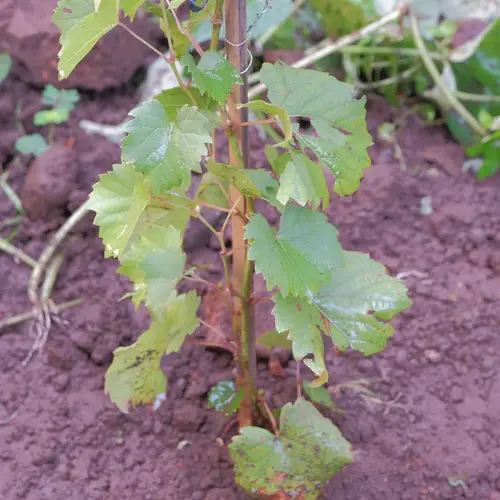 Vitis rupestris - PictureThis