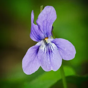 How to Transplant Baltic violet? (Ideal time, Methods, and Post Care)