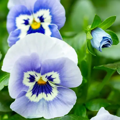 Viola × wittrockiana 'Joker Light Blue' 照顧，種植，繁殖，開花時間 - PictureThis