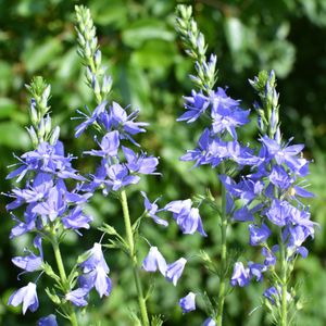 Cómo cultivar y cuidar una Veronica teucrium