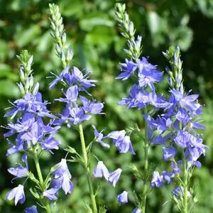 How to Propagate Broadleaf speedwell