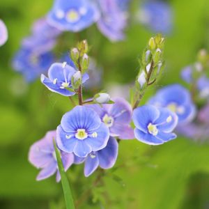How to Grow and Care for Rock speedwell