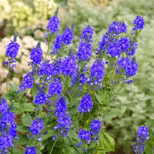 How to Grow and Care for Large speedwell