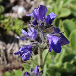 How to Prune Daisy-leaved speedwell