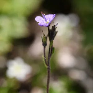 How to Prune Leafless-stemmed speedwell