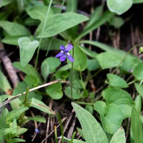 Northern bog violet (Viola nephrophylla) Flower, Leaf, Care, Uses ...