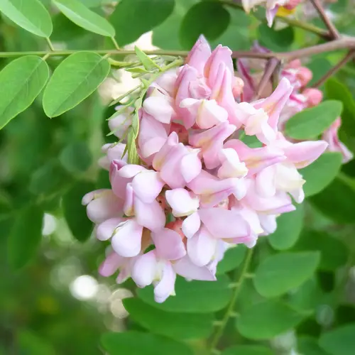 Robinier à fleurs roses (Robinia viscosa) - PictureThis