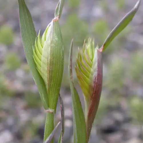Annual wheatgrass (Eremopyrum triticeum) Flower, Leaf, Care, Uses ...