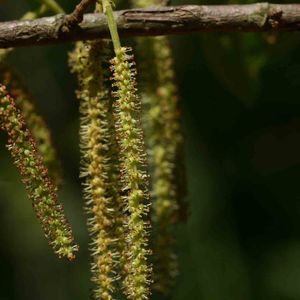 How to Grow and Care for Tassel-berry