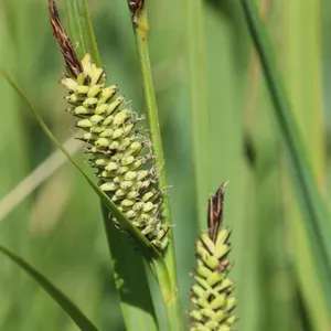 How to Prune Nebraska sedge