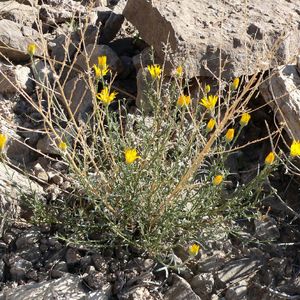 Sleepy-daisy (Xanthisma) - PictureThis