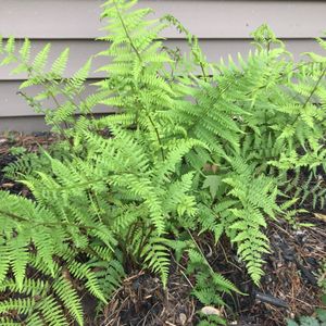 Southern lady fern - Athyrium asplenioides (Taxonomy, Characteristics ...