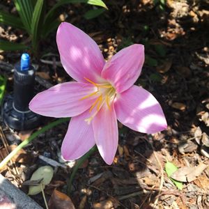 Mayito - Zephyranthes fosteri (Taxonomía, Características, Flor, Imágenes)