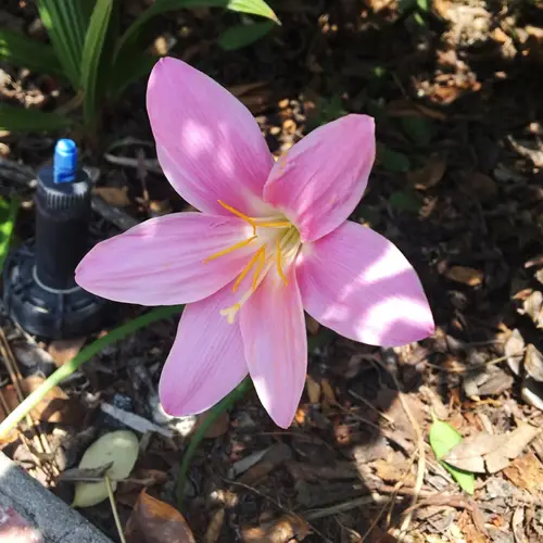 Mayito (Zephyranthes fosteri) - PictureThis