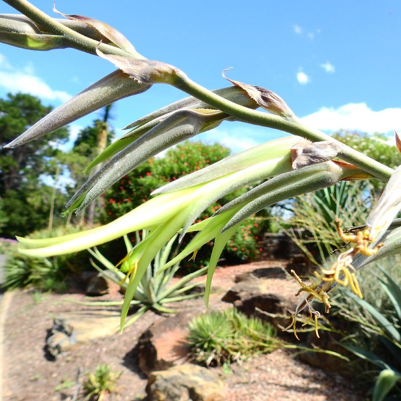 Unveiling the Benefits of Puya: A Unique Plant with Remarkable Traits