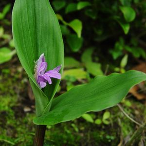 Mountain roscoe lily (Roscoea alpina) - PictureThis